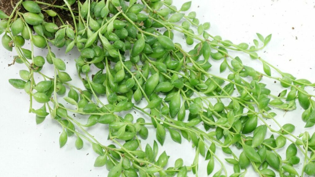 Planta Rosario: Todo lo que Tienes que Saber (Senecio)🌵