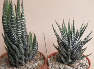 ¿Qué son los Cactus Etiolados? Descubre Aquí sus Síntomas🌵