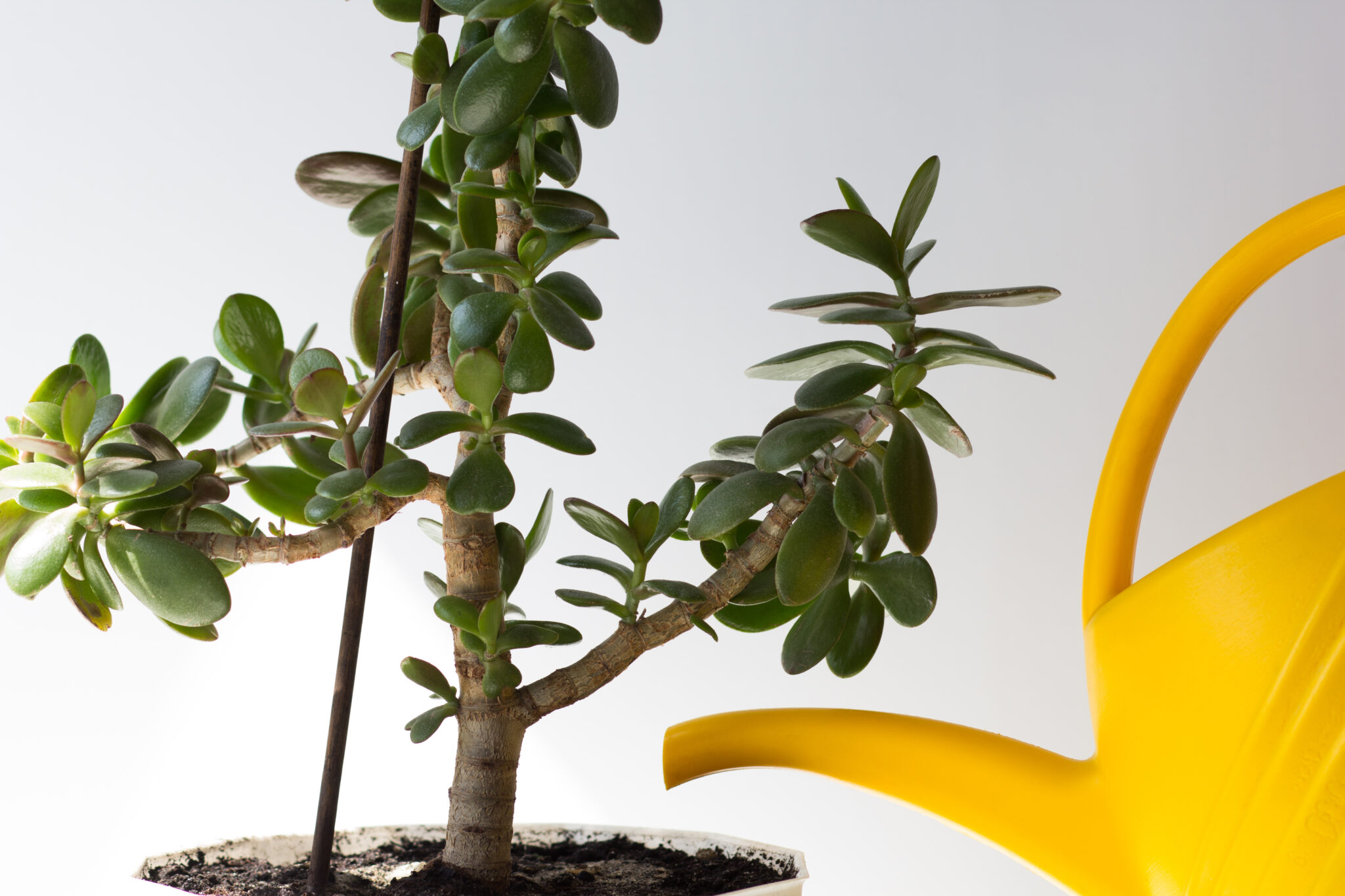 Planta Árbol de Jade,: los 7 cuidados que necesitas saber